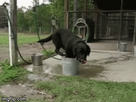 Dog bucket - Imgflip