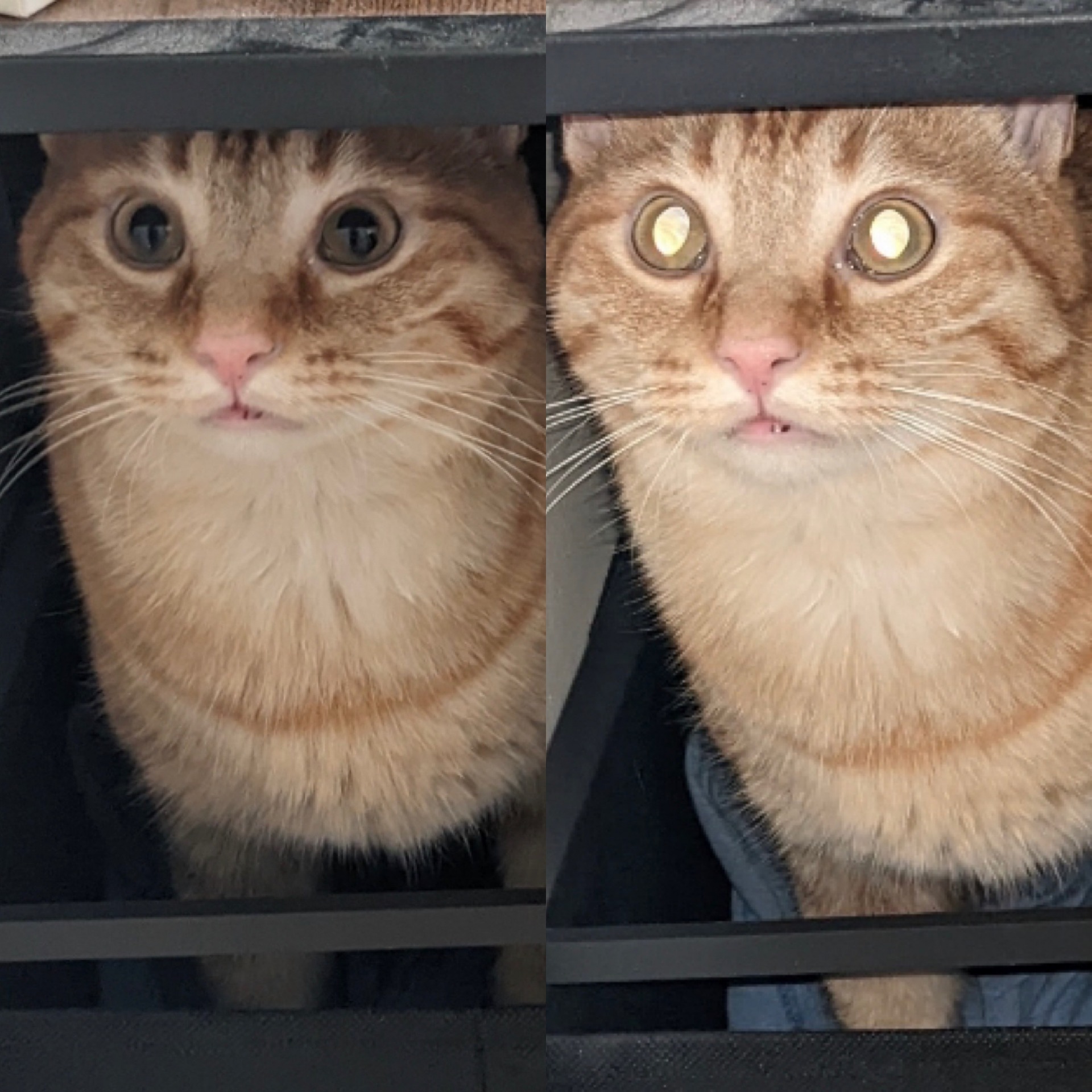 Laser cat activated Blank Template - Imgflip