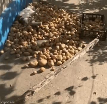 Potatoes Make Me Happy - Imgflip