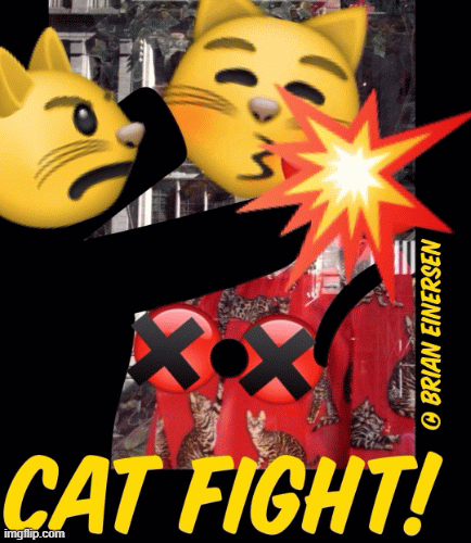 Korrection: Kat Fight Klub - Imgflip