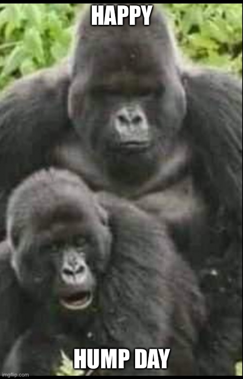 Hump Day - Imgflip