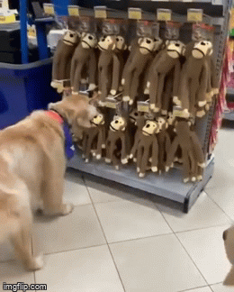 Dog picking toy - Imgflip