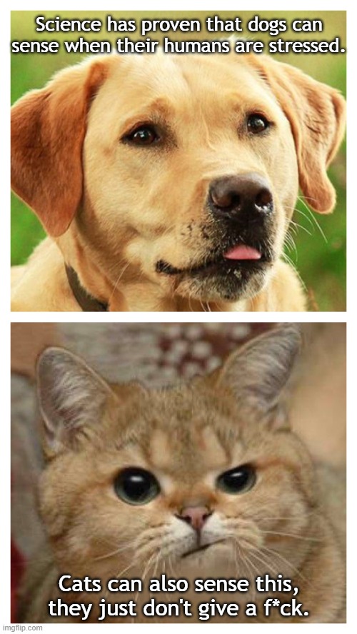 Dogs know when their humans are stressed - Imgflip