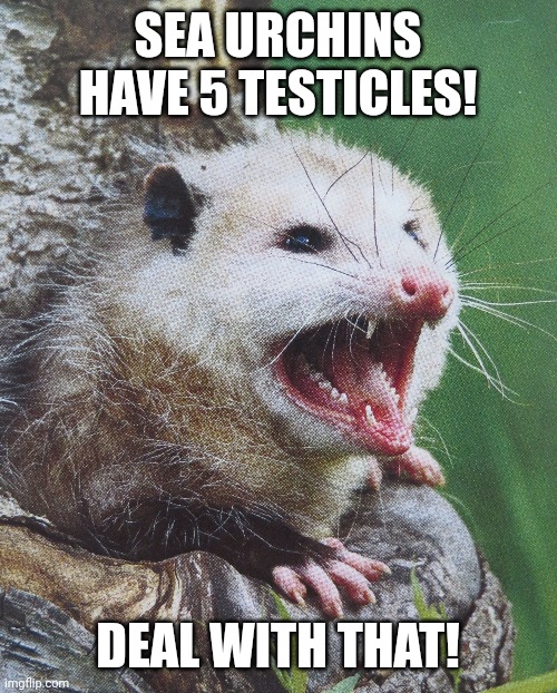 Sea Urchin Memes YARN | I Feel Like I Swallowed A Sea Urchin. | The