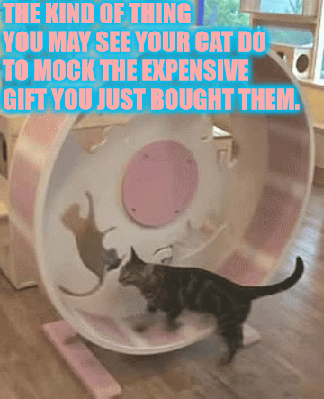 Cat Mockery - Imgflip