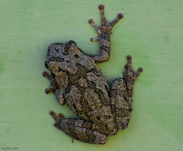 tree frog - Imgflip