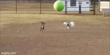 Dogs bouncy ball - Imgflip