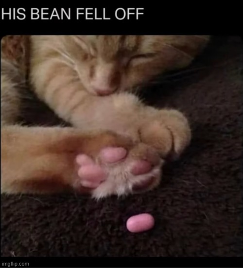 HIS BEAN FELL OFF - Imgflip