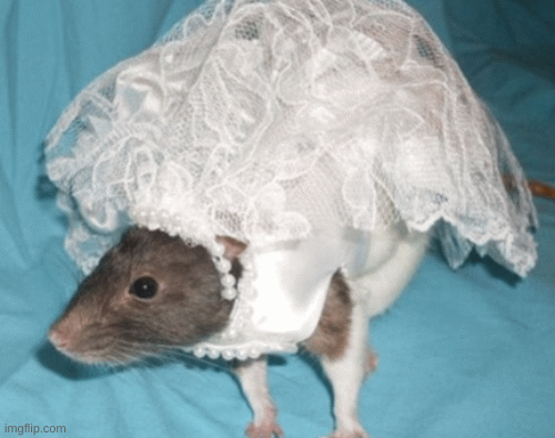 my dedication to rats - Imgflip