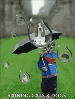 raining cats and dogs - Imgflip
