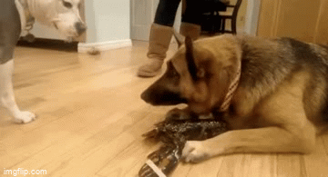 Dog guarding the lobster - Imgflip