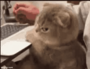 Cat Typing On Computer Gif