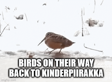 Swiggity swooty bird - Imgflip