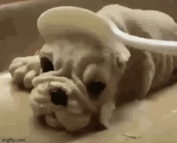 Image tagged in gifs,dogs - Imgflip