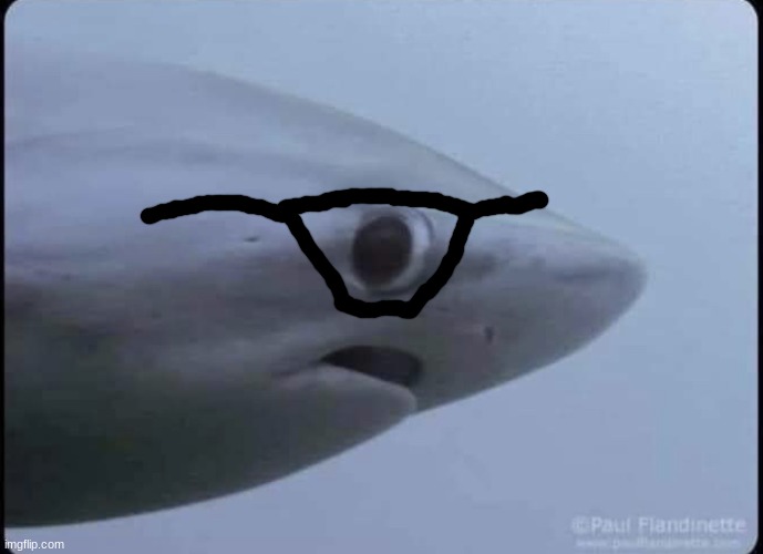 @herby_ nerd shark is born - Imgflip