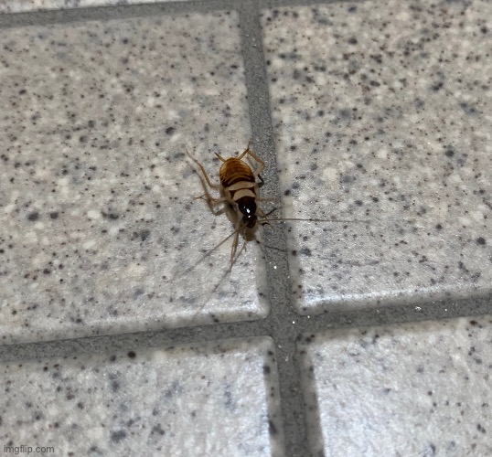 Child roach - Imgflip