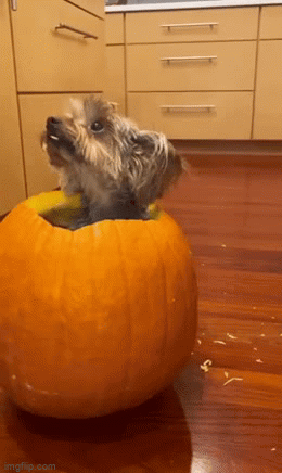 Dog pumpkin - Imgflip