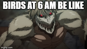Annoying Birds - Imgflip