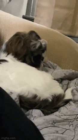 When you don’t want to be bothered - Imgflip