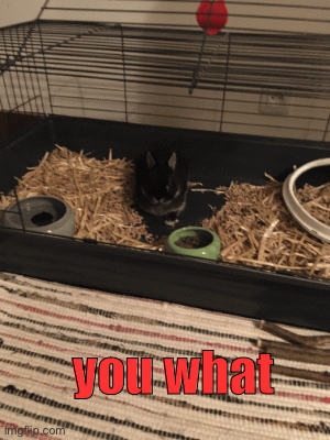 angry rabbit - Imgflip