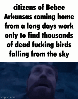 2011 Bebee Arkansas Bird Incident. - Imgflip
