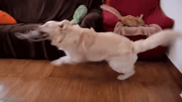 Dog playing around - Imgflip