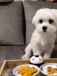 *rings bell for a treat* - Imgflip