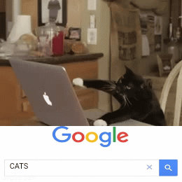 Searching about cats gif - Imgflip
