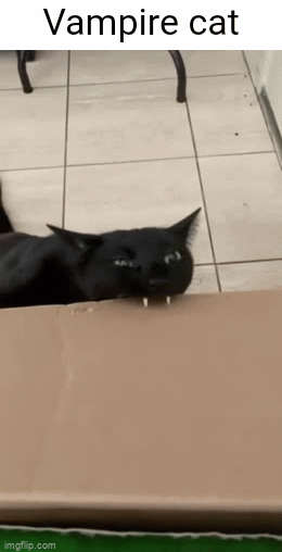 Vampire cat - Imgflip