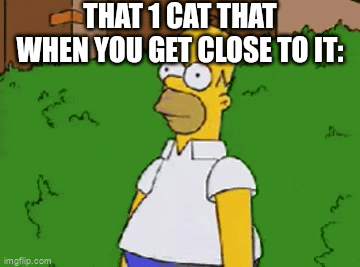 That 1 cat - Imgflip