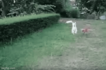 fast as fluff - Imgflip