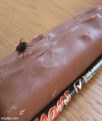 Jessie Wallace Flies - Imgflip