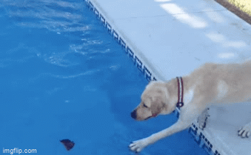 Doggo reaching - Imgflip