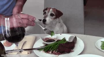 Doggo food - Imgflip
