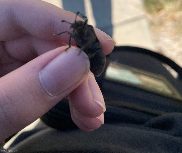 Guys look i got a bug - Imgflip