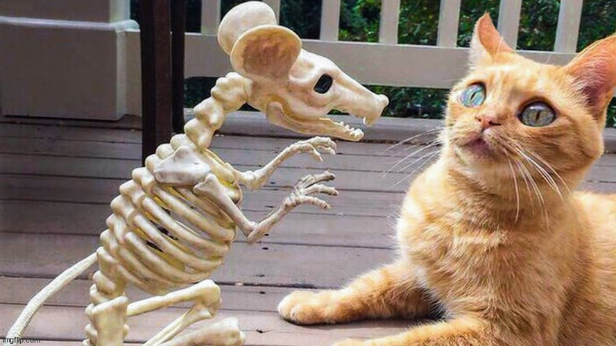 Cat and the Rat - Imgflip