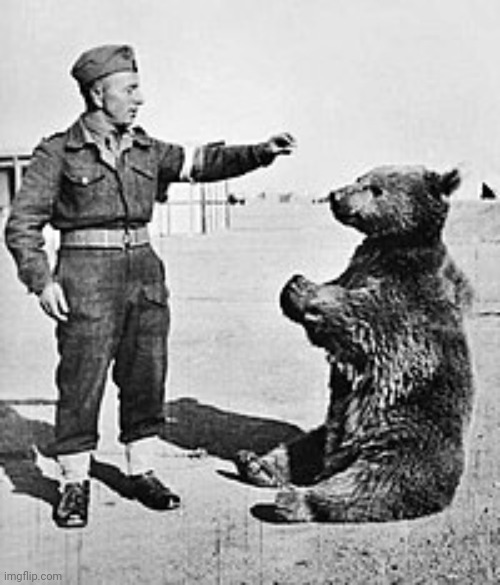 Wojtek, the Polish soldier bear - Imgflip