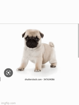 Me when I see pugs ? - Imgflip