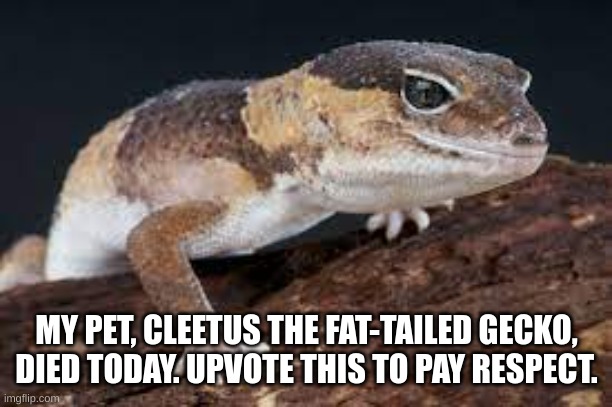 dead pet :,( - Imgflip