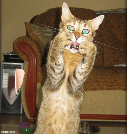 gato assustado - Imgflip