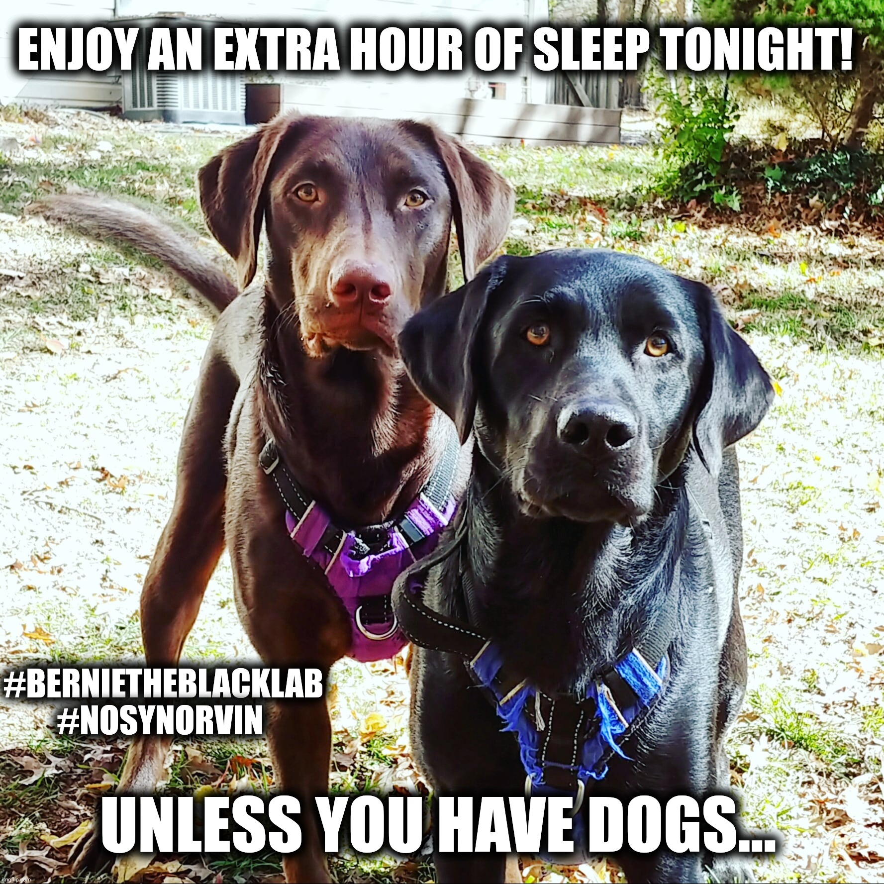 Daylight Savings Imgflip