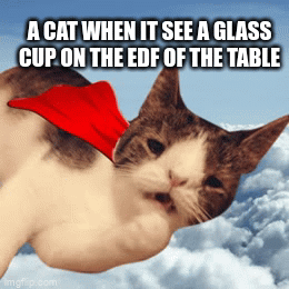 cats am i right? - Imgflip