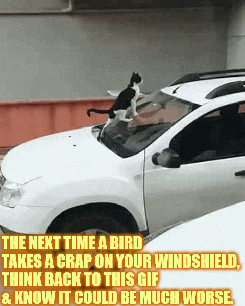 Remember This Gif - Imgflip