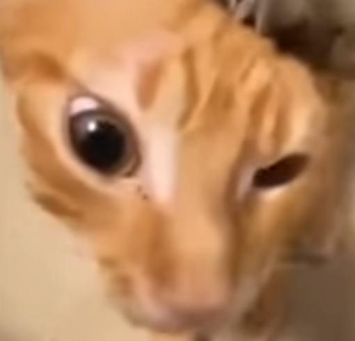 El Gato Blank Template Imgflip