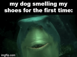 dog smelling shoes - Imgflip