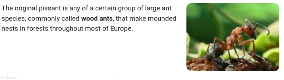 THE PISS ANTS ARE REAL - Imgflip