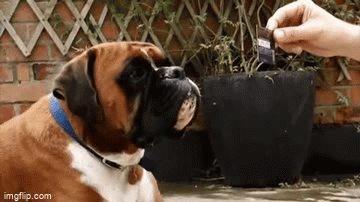 Dog credit card - Imgflip