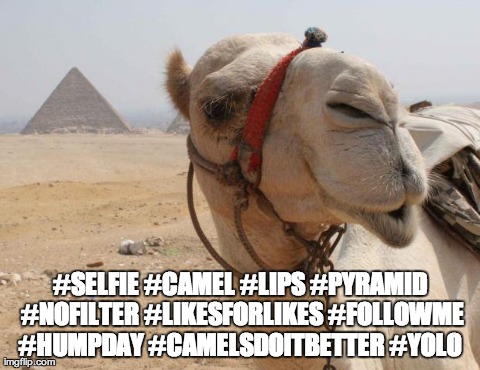 Camel - Imgflip