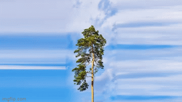 Pining For PayPal - Imgflip