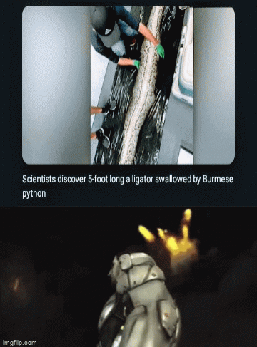 5 ft long alligator - Imgflip